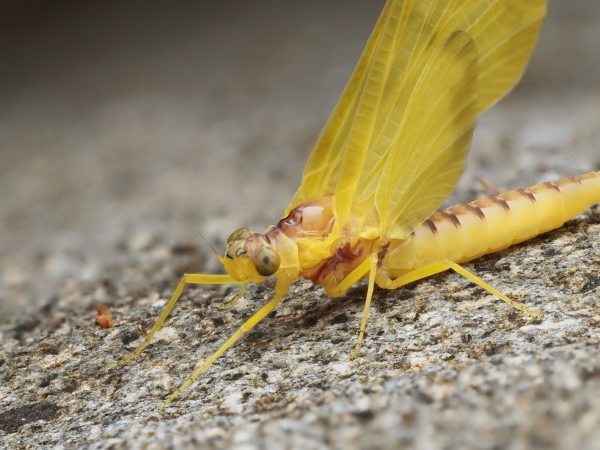 Golden elegant enigma seeks ‘2025 Bug of the Year’ crown | Earth ...