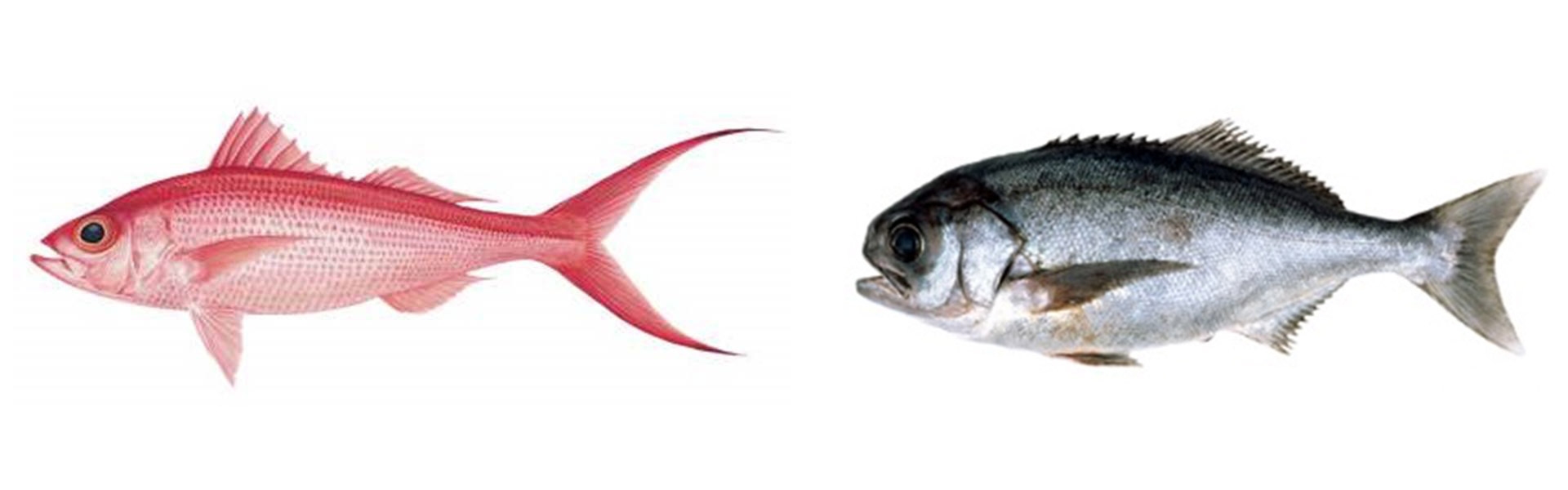 Flametail snapper and Bluenose | Earth Sciences New Zealand | NIWA