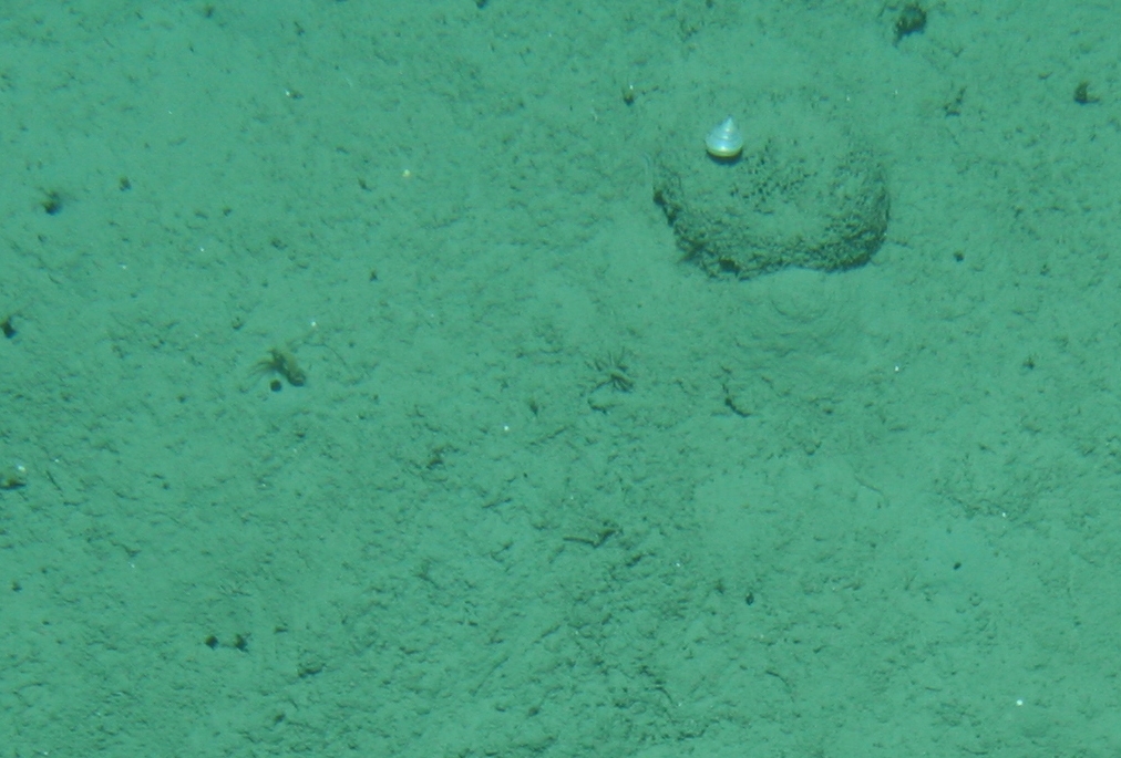 the southwestern Chatham Rise | Earth Sciences New Zealand | NIWA