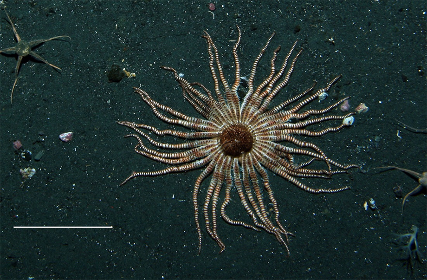 Labidiaster annulatus | Earth Sciences New Zealand | NIWA