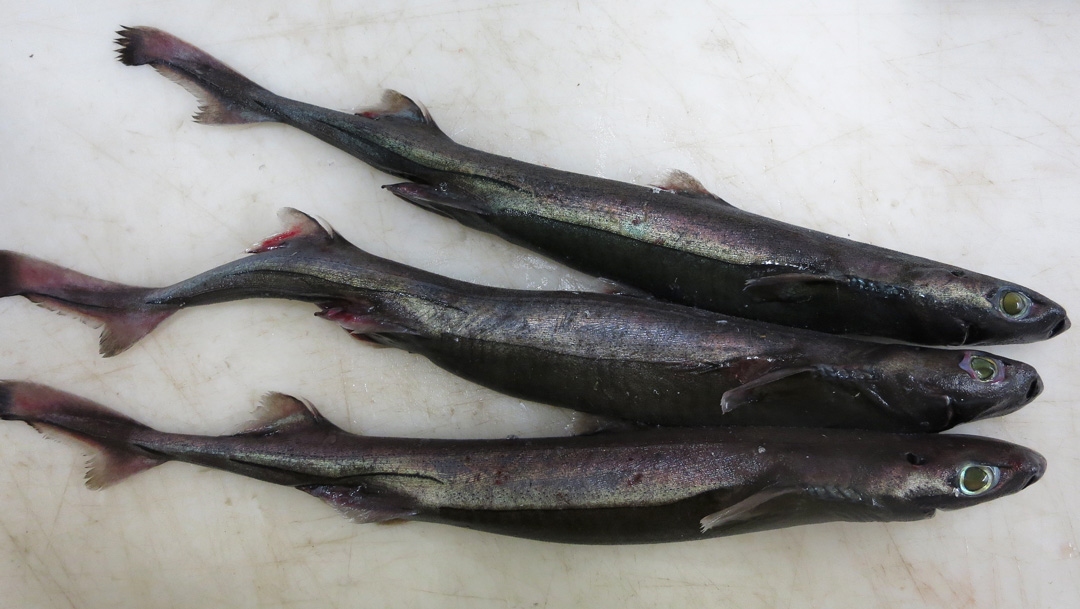 Lucifer's dogfish | Earth Sciences New Zealand | NIWA