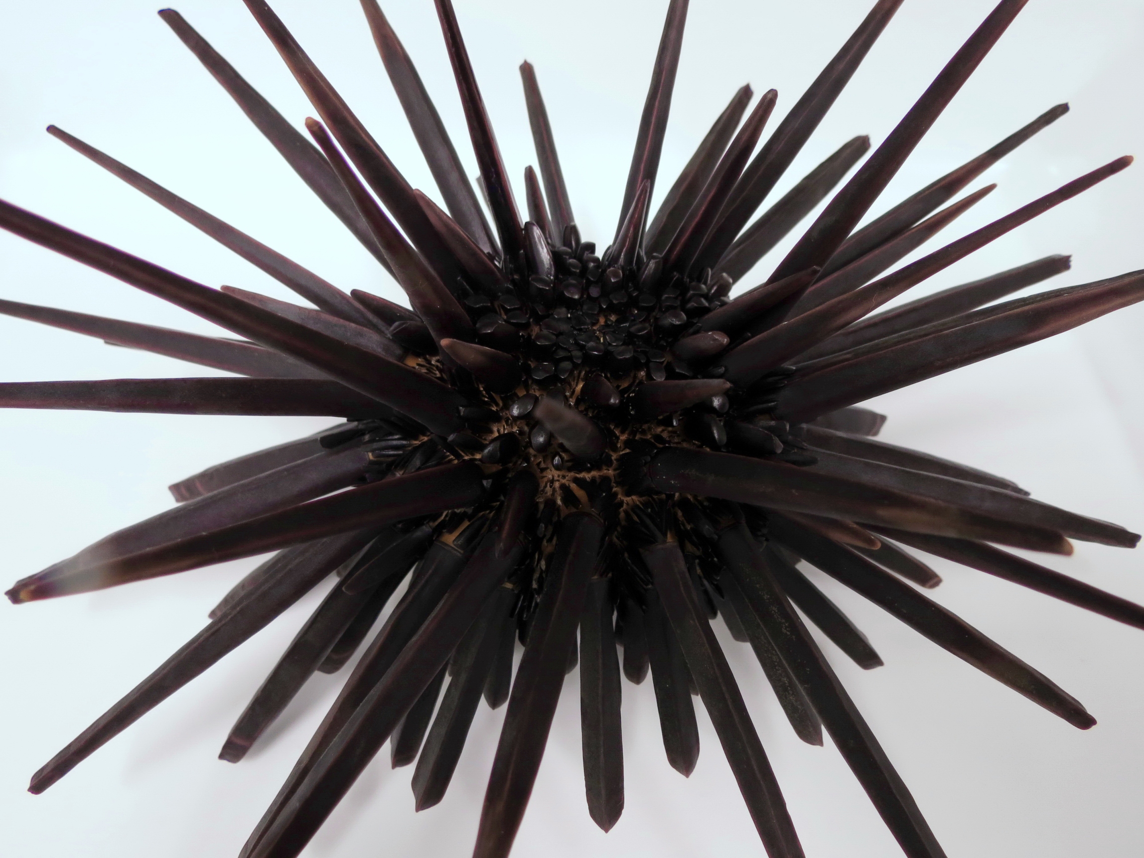 The long slate-like spines of H. trigonarius | NIWA