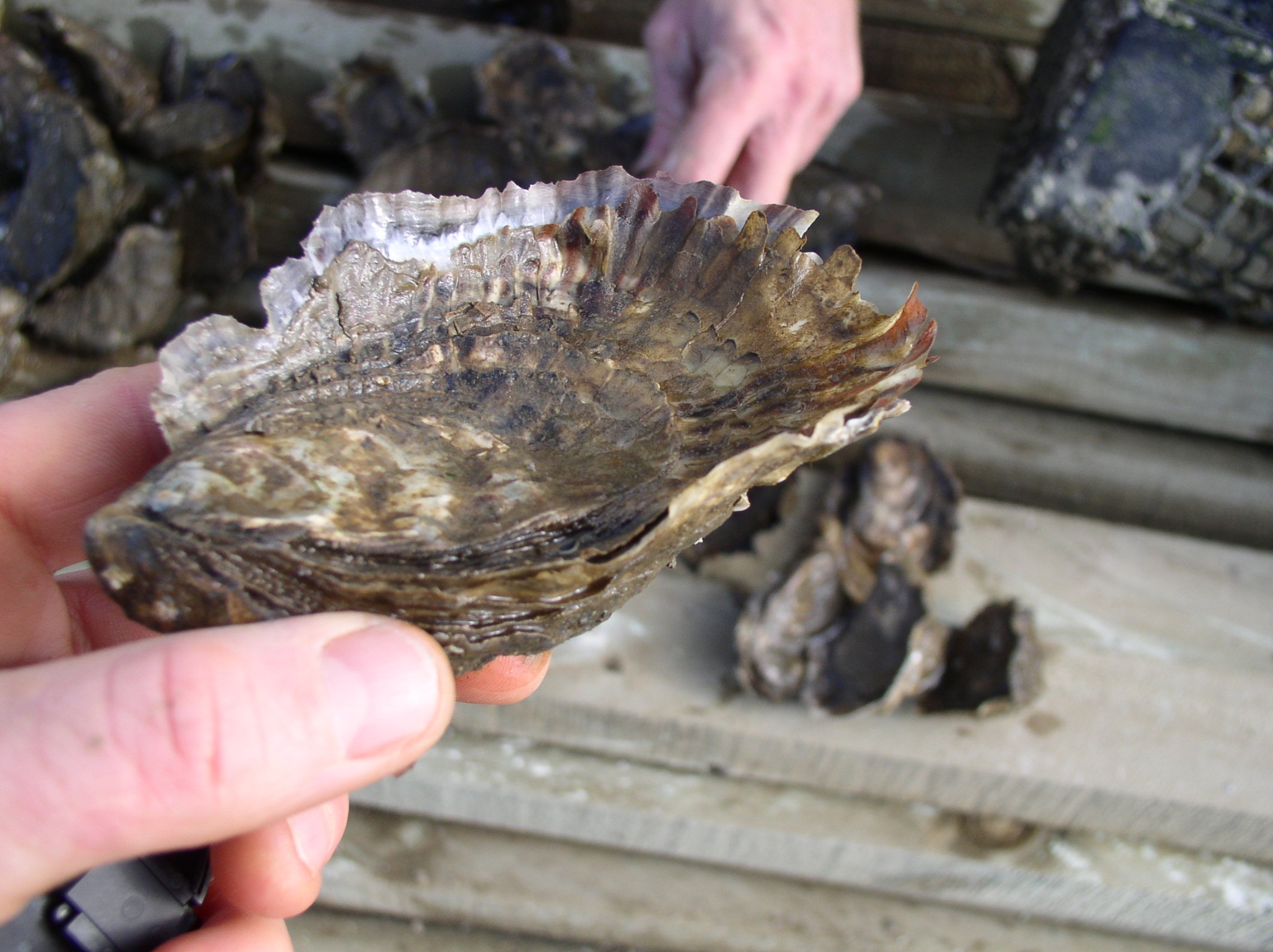Pacific_oyster_seed_bream_bay_Sean Handley | Earth Sciences New Zealand ...
