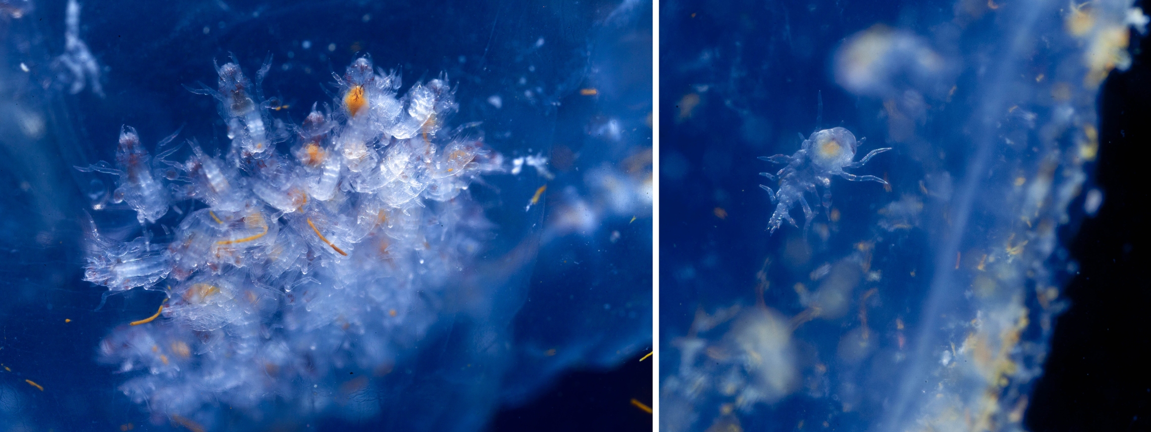 Phronima amphipods up close TAN1810 | NIWA