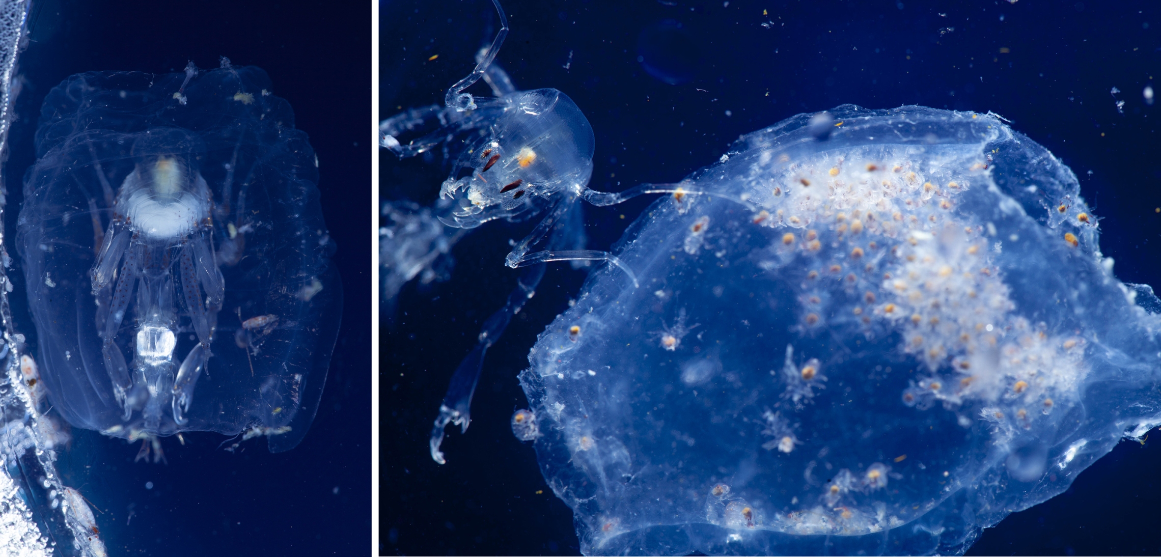 Phronima and babies inside salp TAN1810 | NIWA
