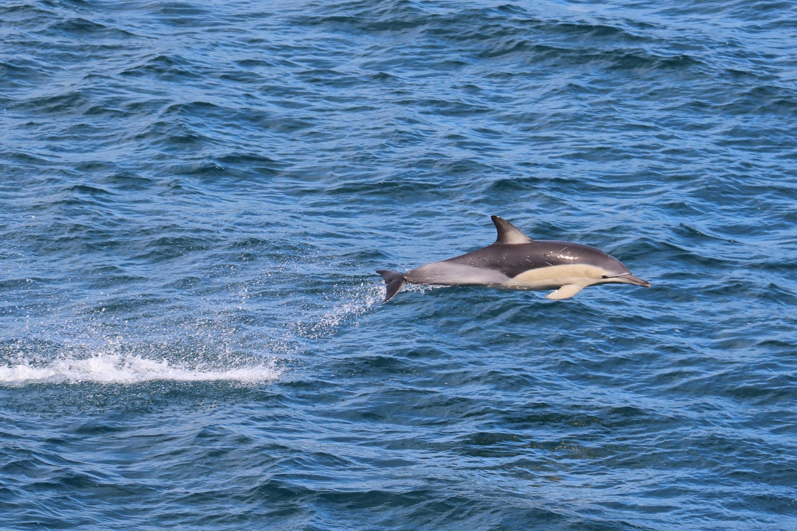 Common dolphin - 9 February | NIWA