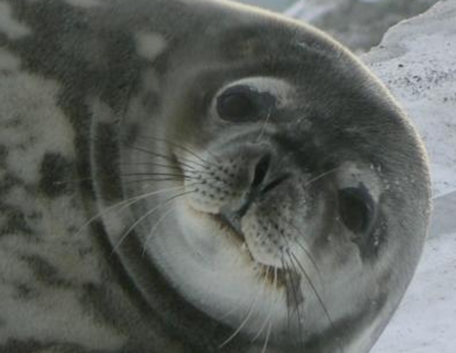 weddell seal facts