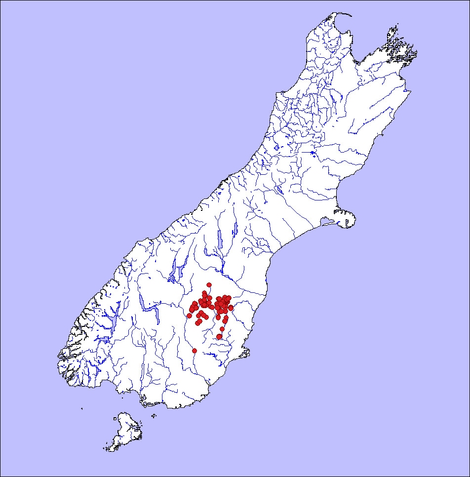 Galaxias anomalus_distribution_known.jpg | Earth Sciences New Zealand ...