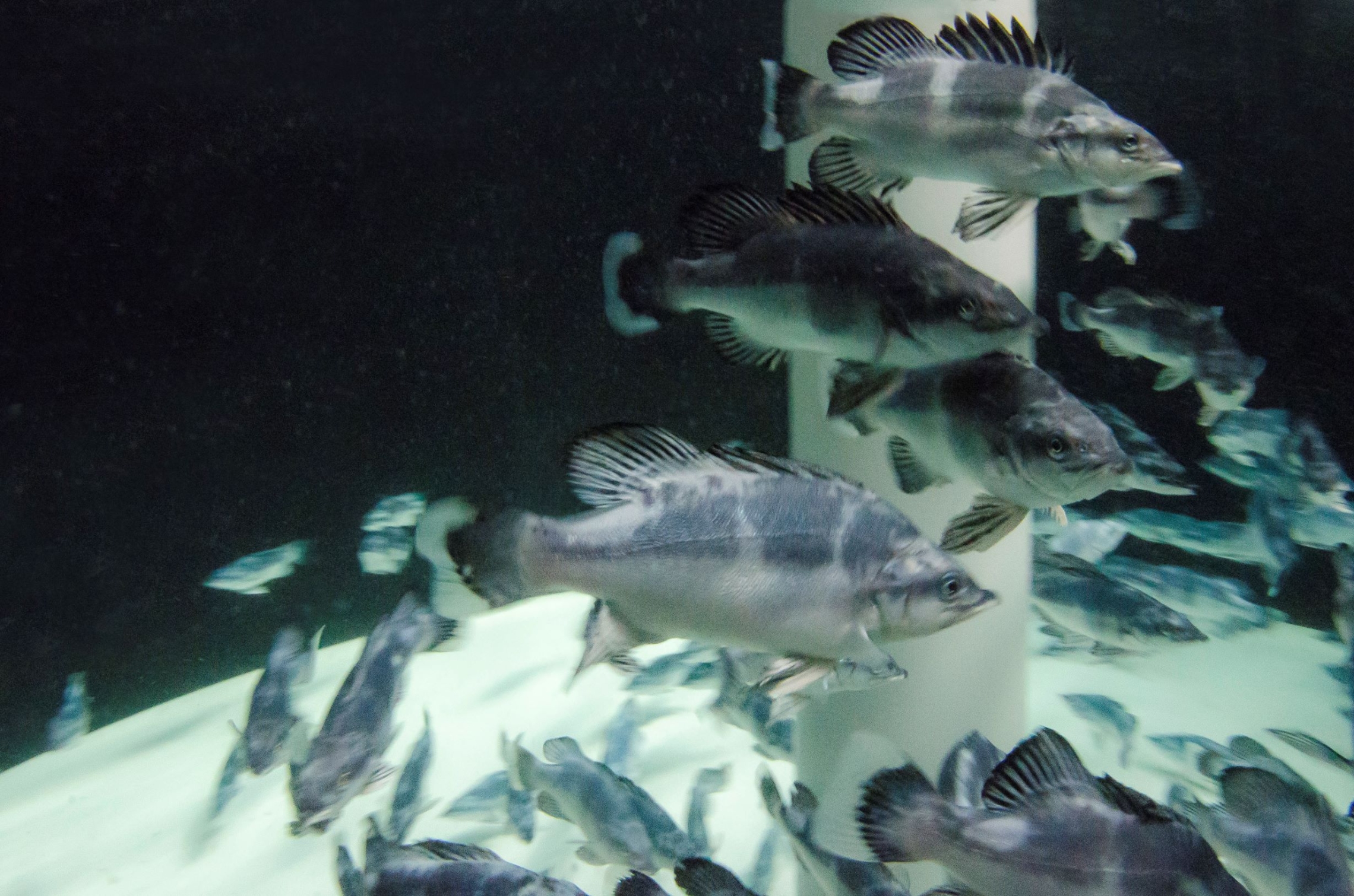 Hapuka DSC 4129 Credit Dave Allen NIWA Rq | NIWA