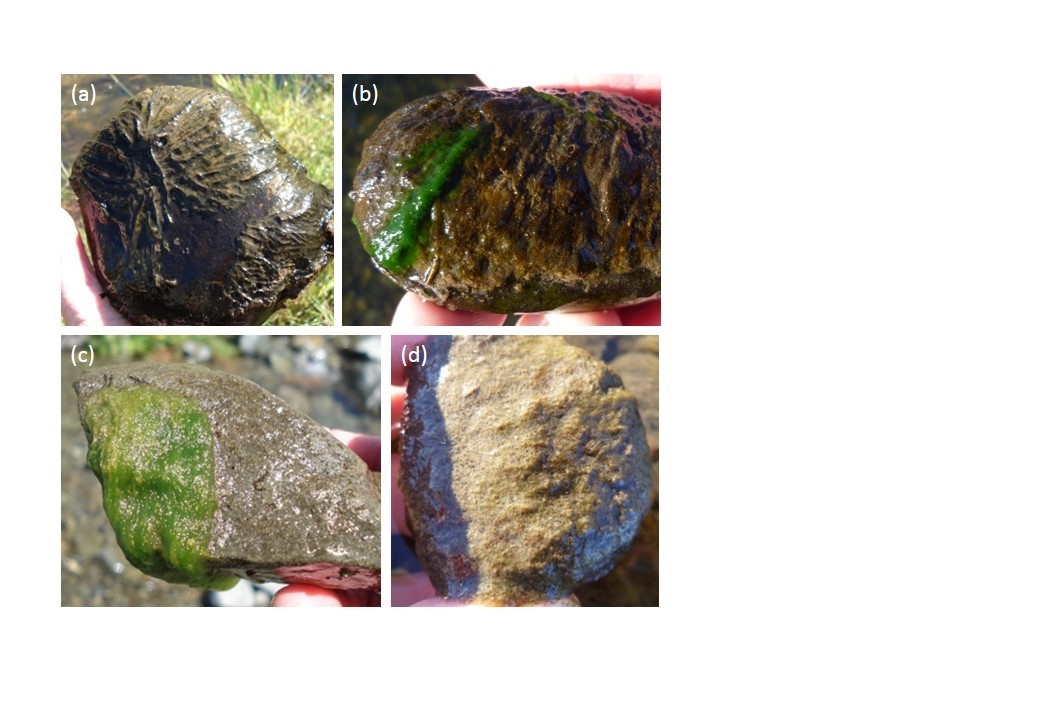 Different types of periphyton | Earth Sciences New Zealand | NIWA