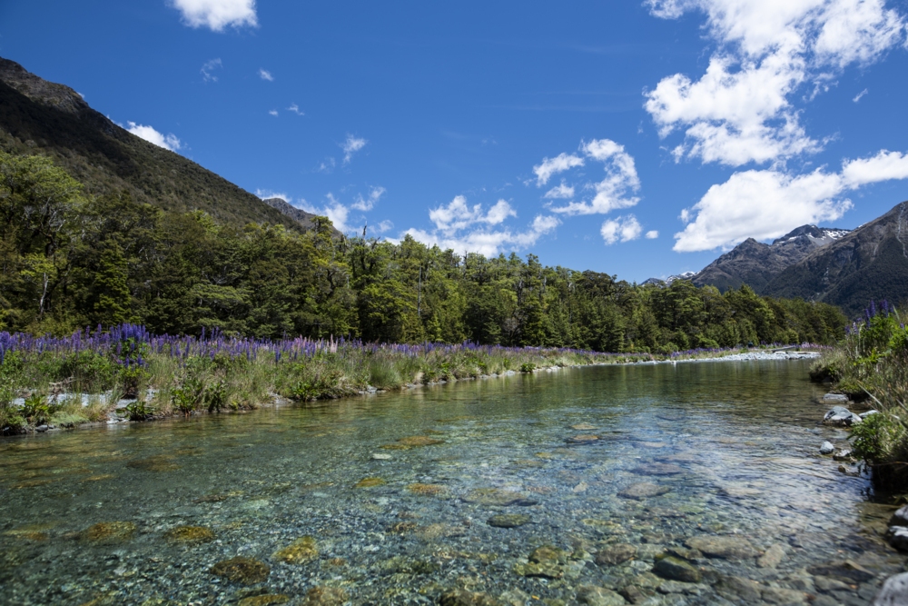 2020_01_EGLINGTON_RIVER_parsons-king (3).jpg | NIWA