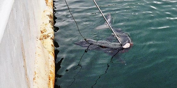 Tagging sharks in Fiji | Earth Sciences New Zealand | NIWA