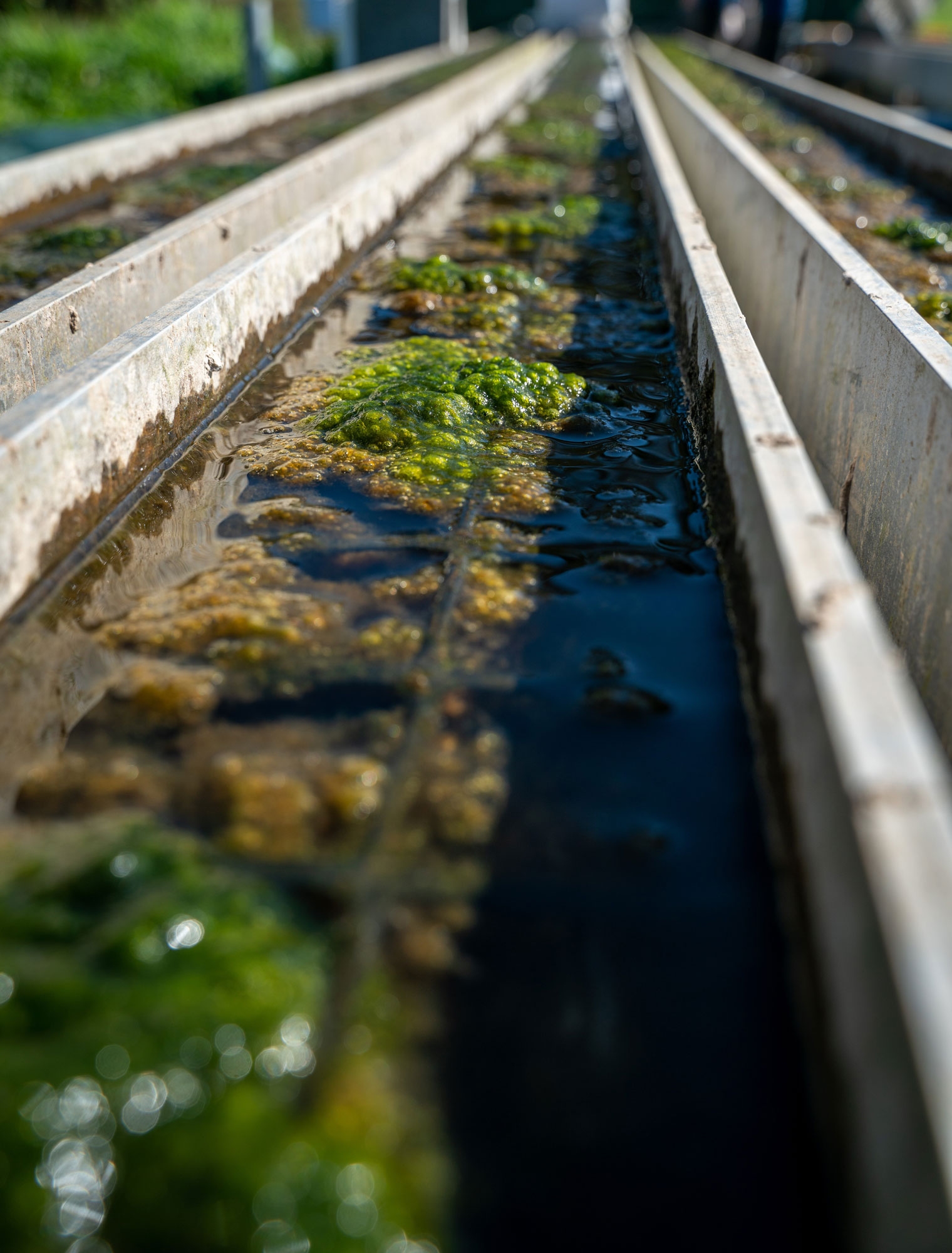 Closeup-of-algae-in-a-filamentous-algae-nutrient-scrubber-(Photo-credit ...