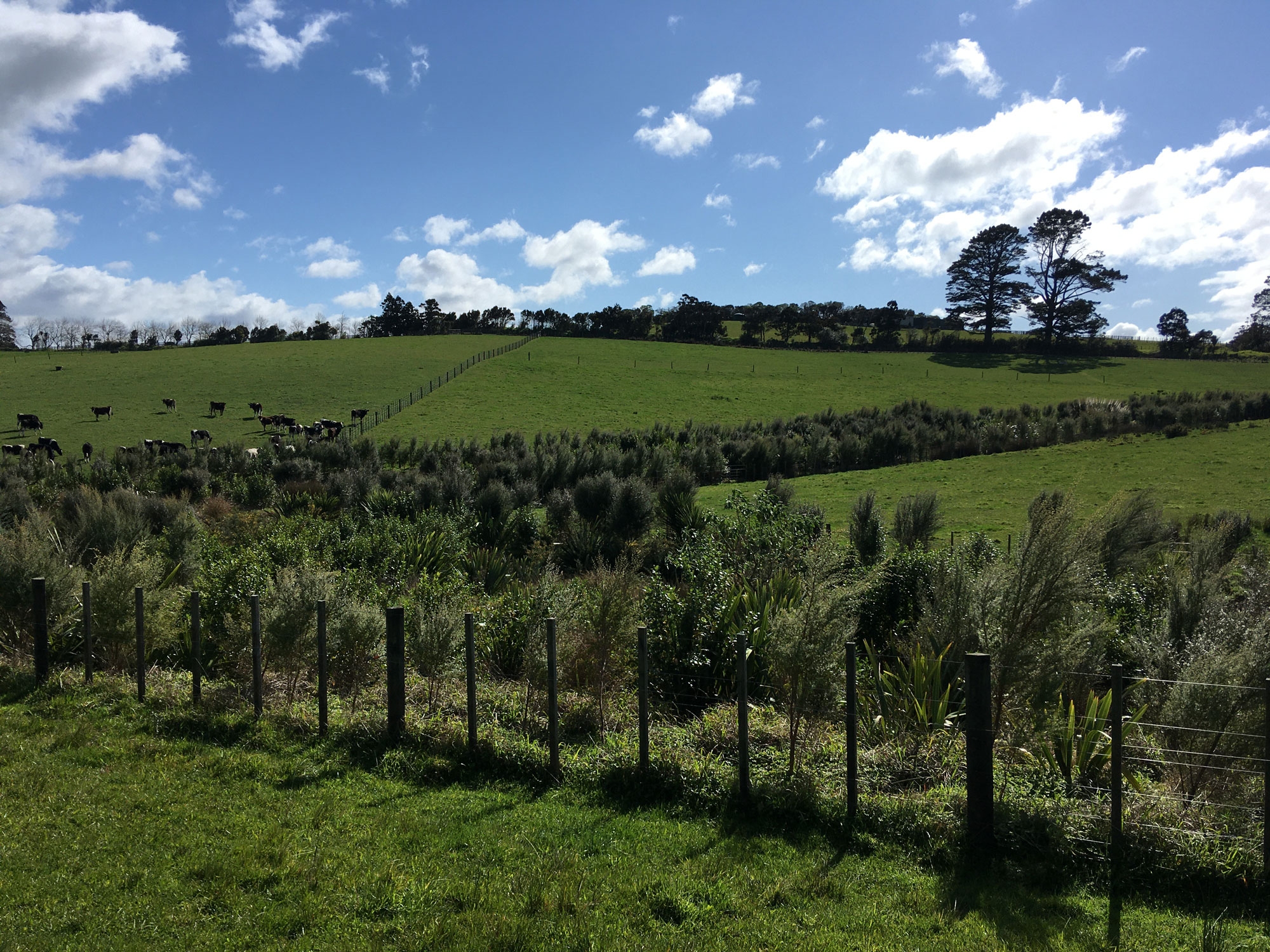 Riparian-planting-on-a-farm-in-the-Hoteo-catchment-near-Kaipara-(Photo ...