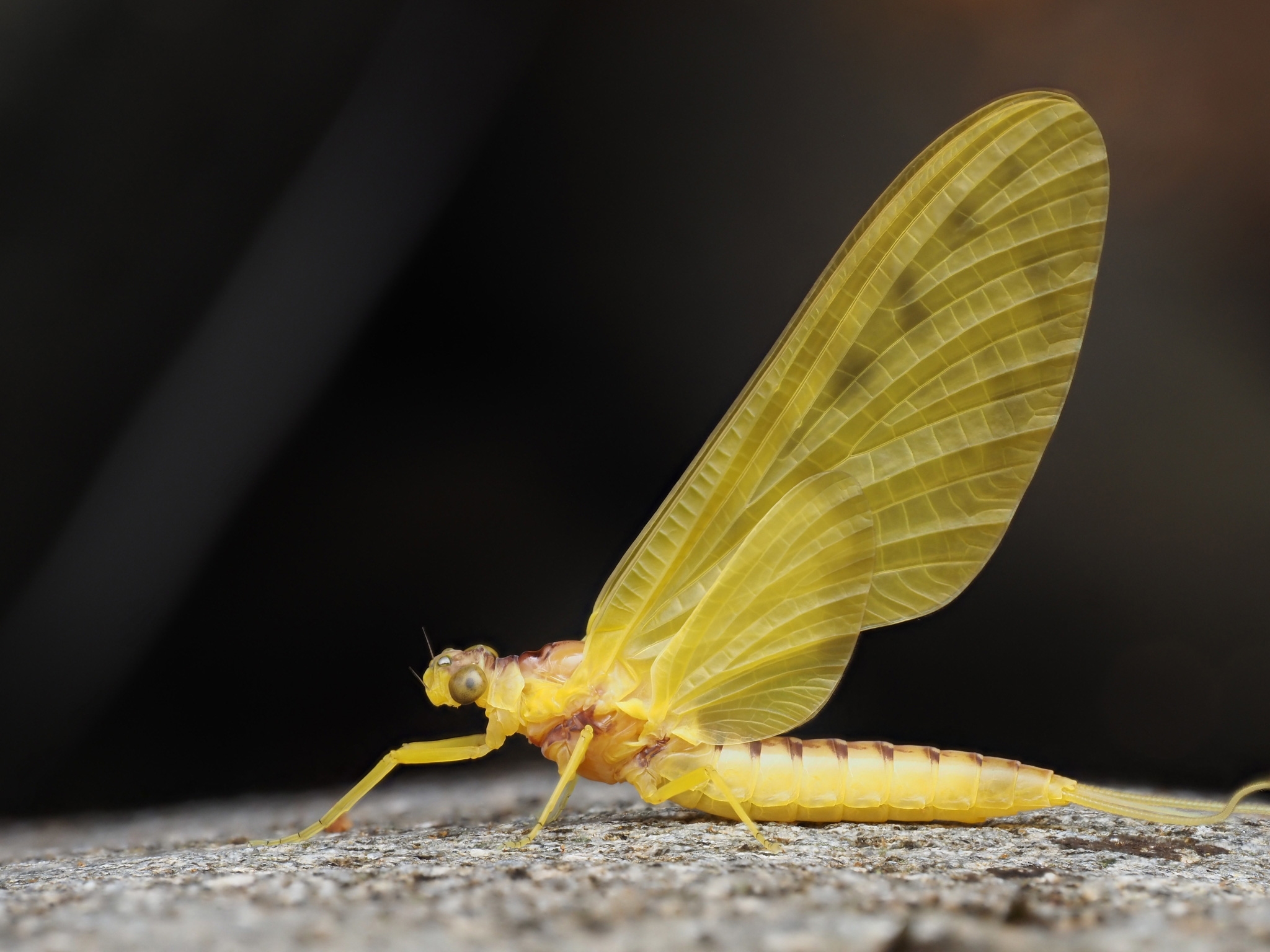 YELLOW-MAYFLY_ADULT_Emily-Roberts,-iNaturalist-NZ-(CC-BY)_01-(1).jpg | NIWA