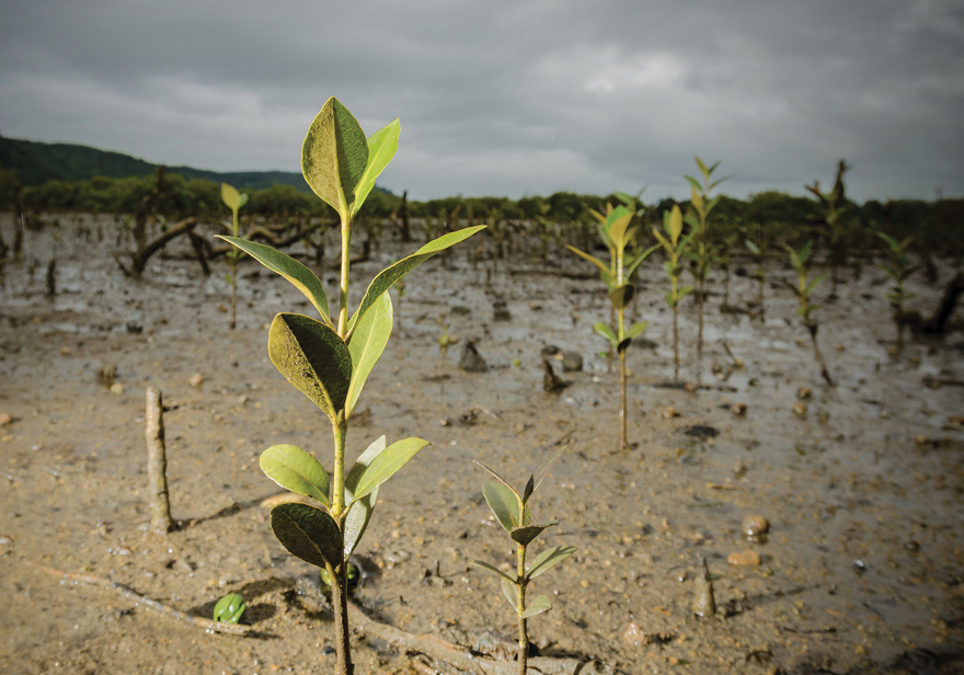 Mangrove establishment | Earth Sciences New Zealand | NIWA