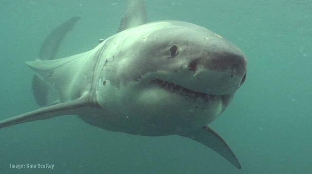 Big Fish, Calm Sea - White Shark Tagging off Stewart Island | NIWA