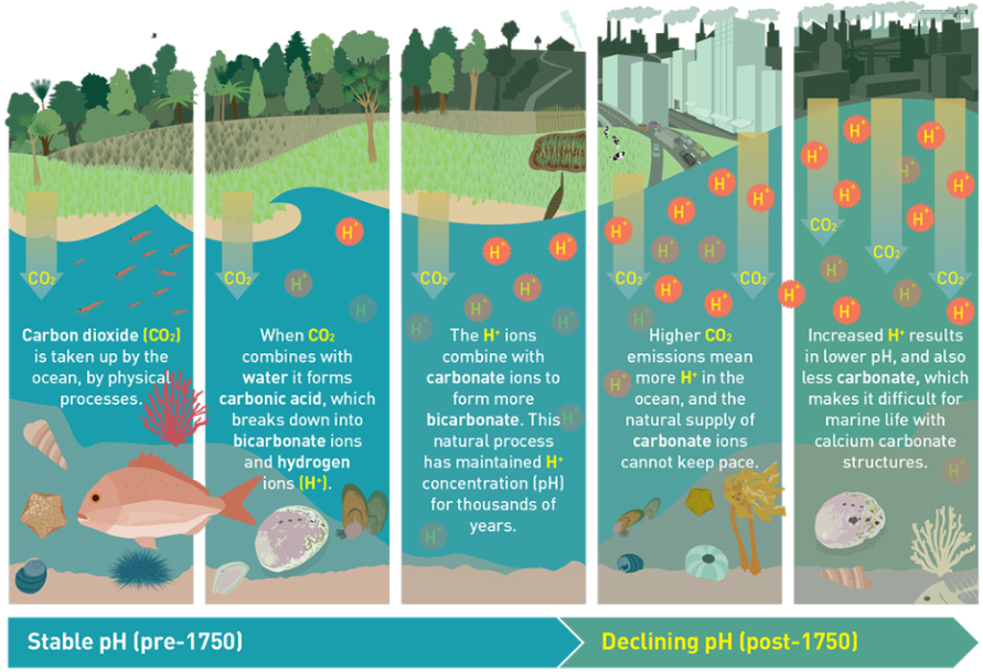 ocean-acidifcation-cropped2.png | Earth Sciences New Zealand | NIWA