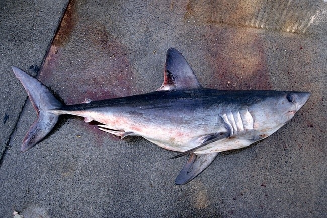 porbeagle-shark.jpg | NIWA