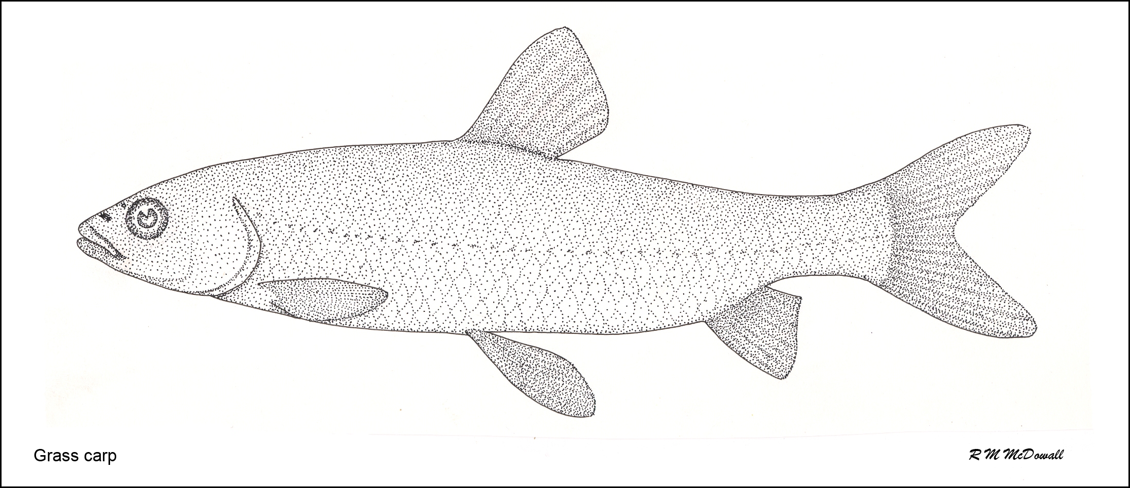 how to draw a grass carp