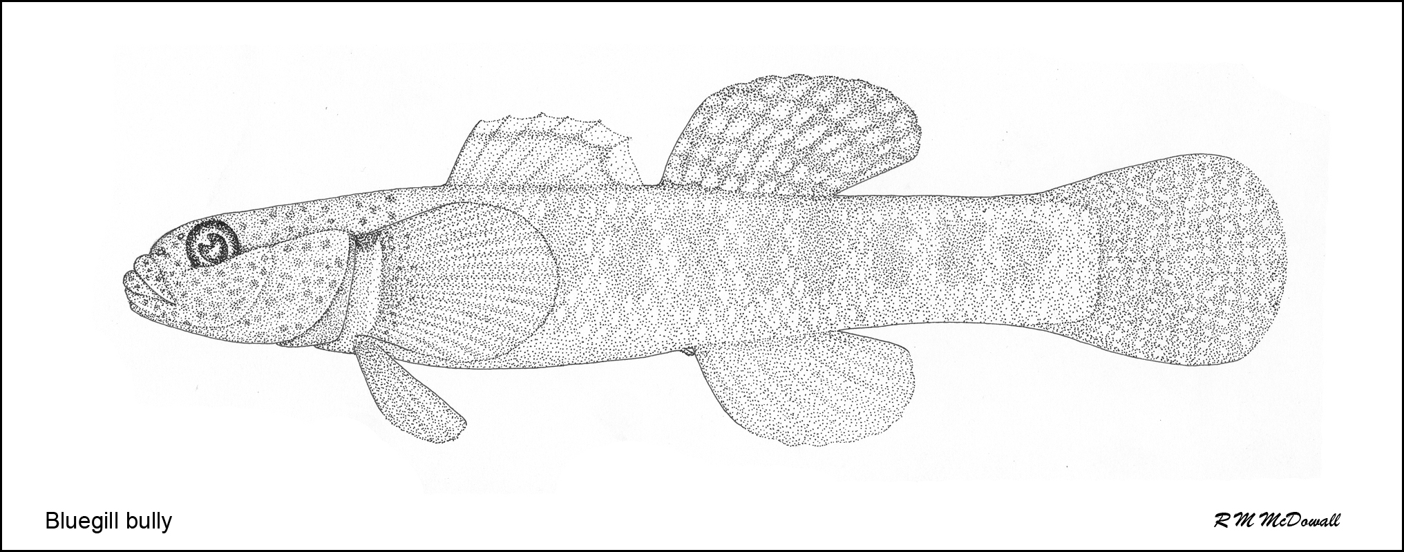 Fish Finder : bully.gif | NIWA