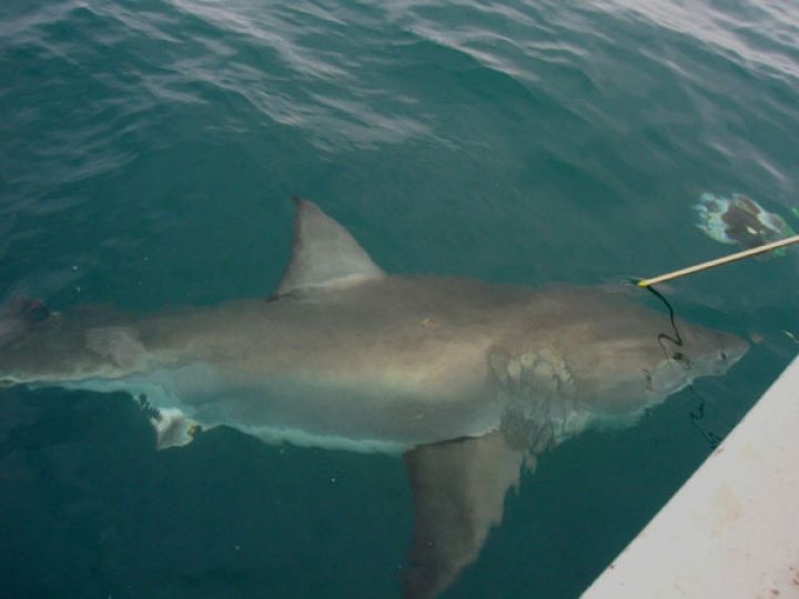 shark_600.jpg | Earth Sciences New Zealand | NIWA