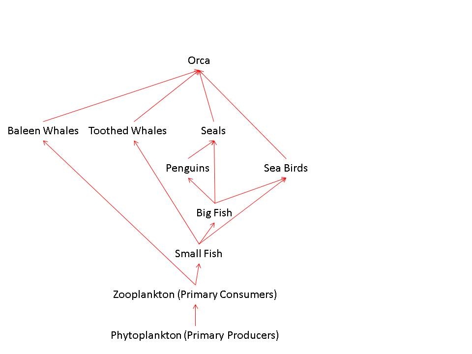 Simplified Antarctic food web | Earth Sciences New Zealand | NIWA