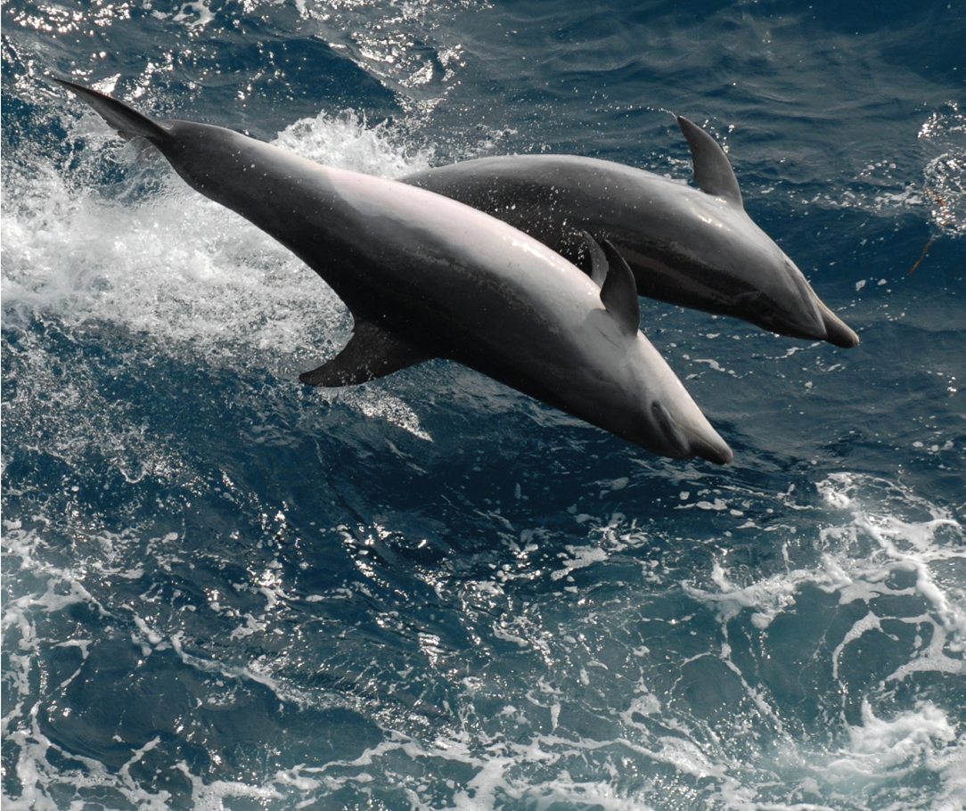 bottlenose_dolphins_in_hauraki_gulf.png | Earth Sciences New Zealand | NIWA