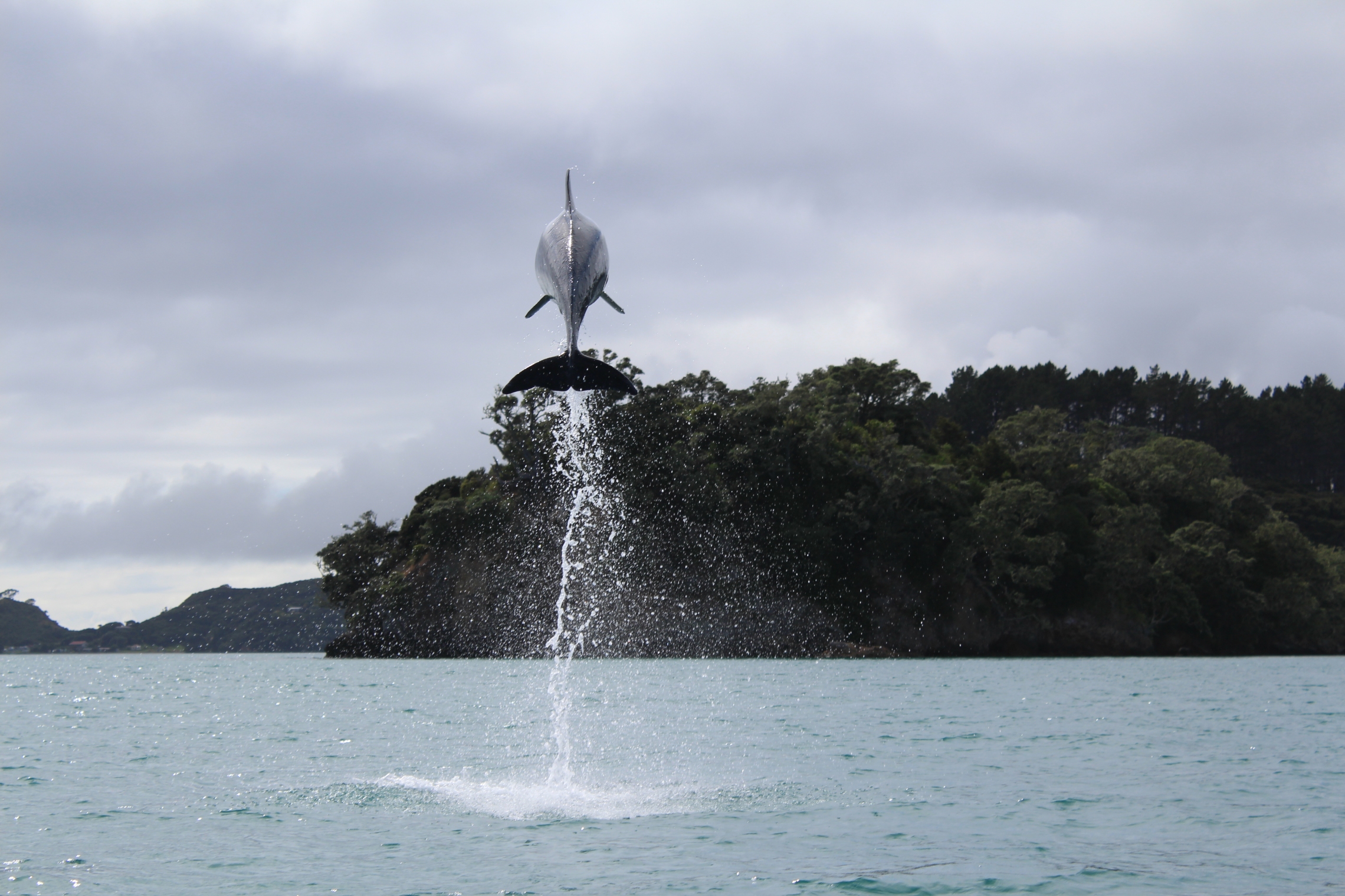 Our work - Dolphin symmetry | NIWA