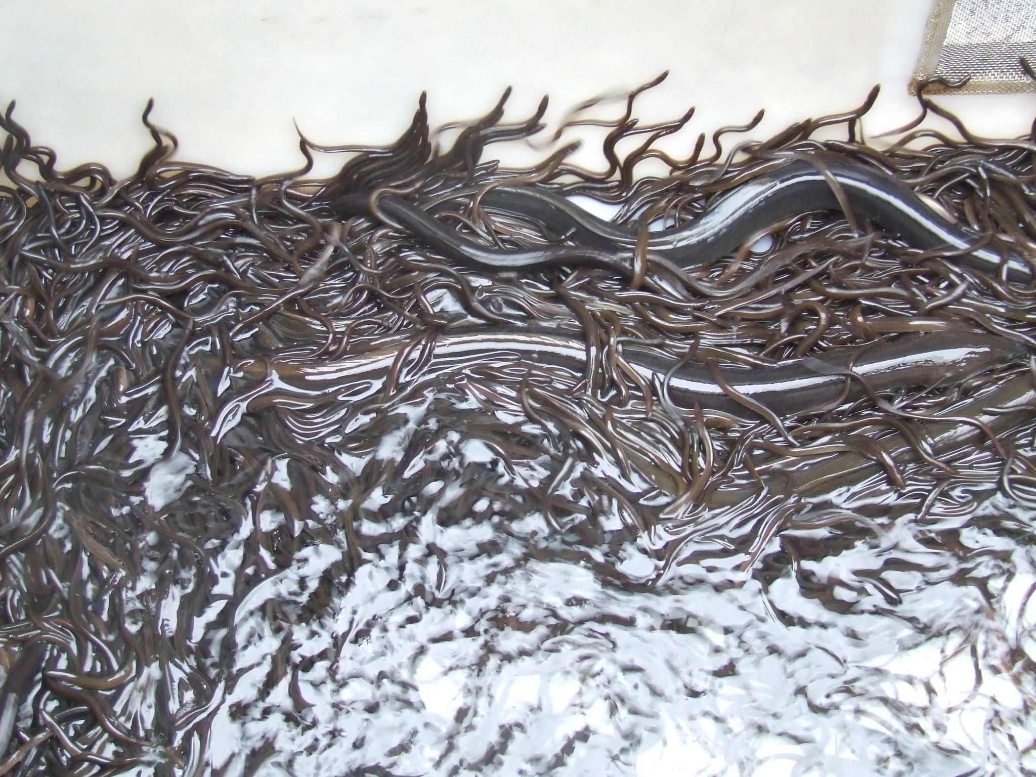 Elvers and juvenile eels in a trap and transfer facility at Karapiro ...