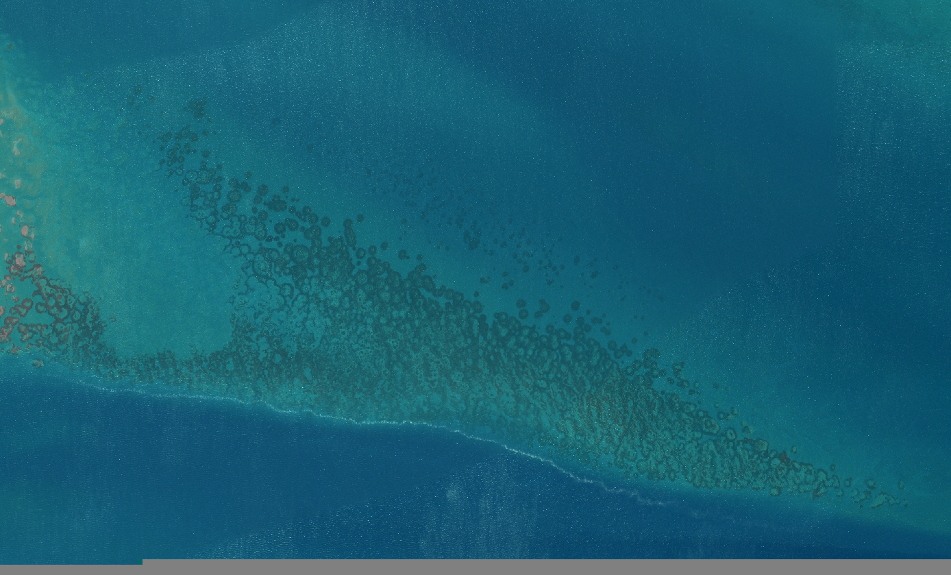 A subtidal bed showing rosette seagrass patches associated with higher ...