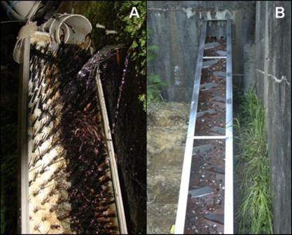 Fish ladders | Earth Sciences New Zealand | NIWA