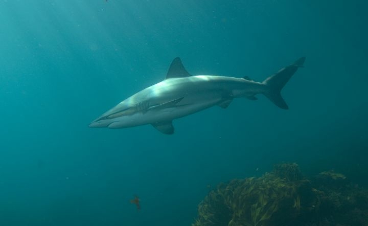Bronze_Whaler_Shark_KendallClements.jpg | Earth Sciences New Zealand | NIWA