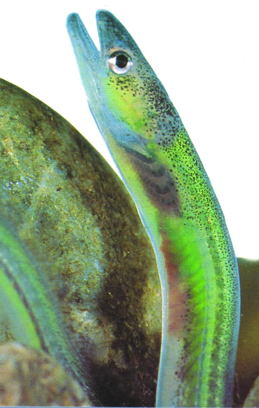 Glass eel | Earth Sciences New Zealand | NIWA