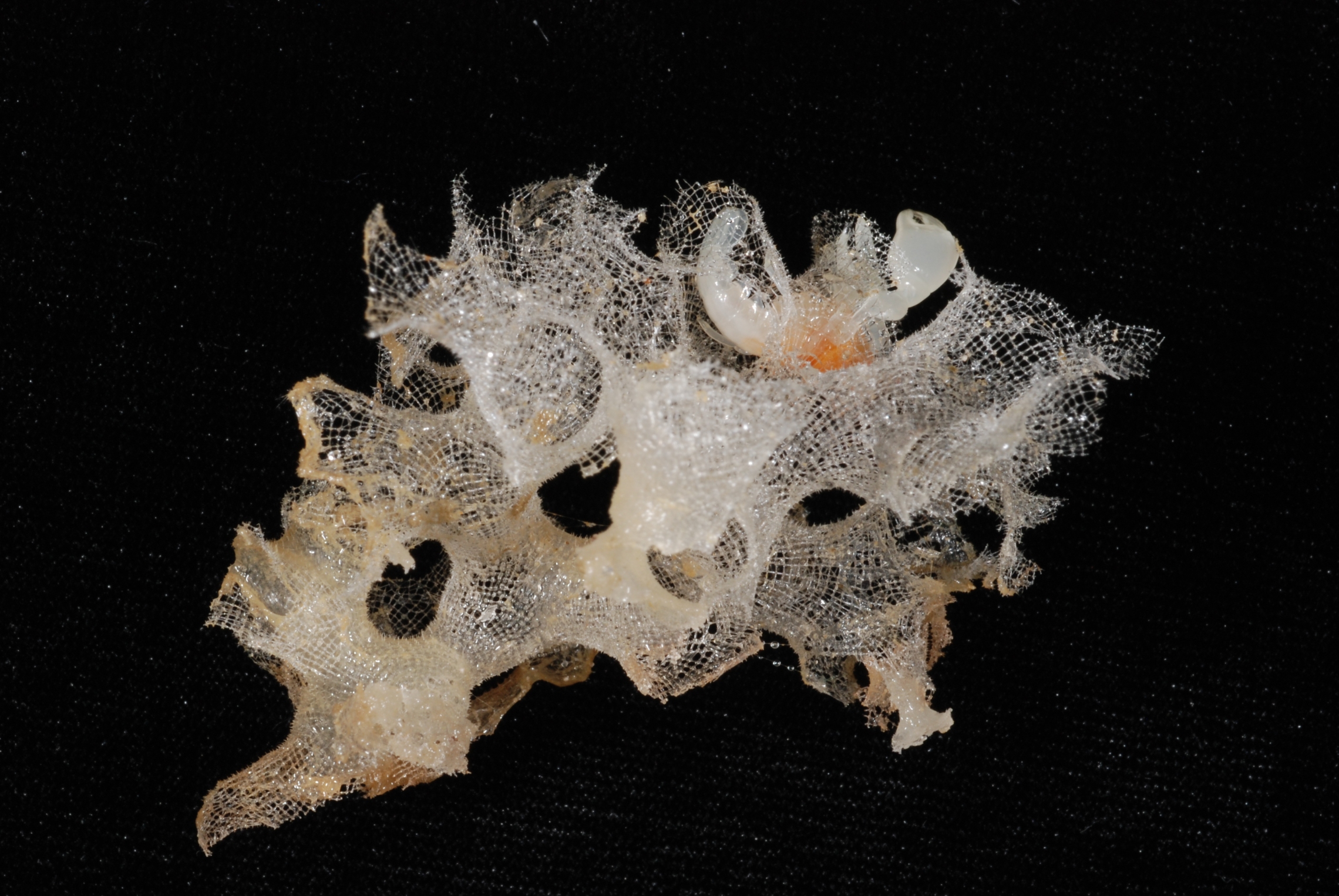 Glass sponge farrea sp with commensal shrimp | NIWA