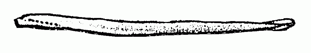 Fish Finder : lamprey.gif | NIWA