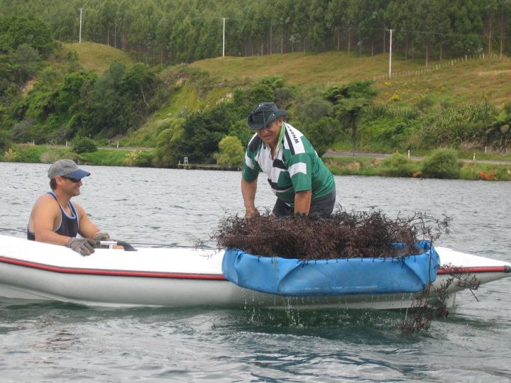 Traditional Māori fern bundles a better way to catch koura : medium.jpg ...