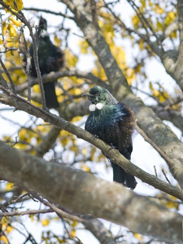 Spring flowering native trees attract tui to suburban gardens. (Photo ...