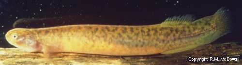 Black Mudfish : blackmudfish.jpg | Earth Sciences New Zealand | NIWA