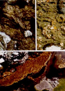 Identification : SLIME13.JPG | Earth Sciences New Zealand | NIWA