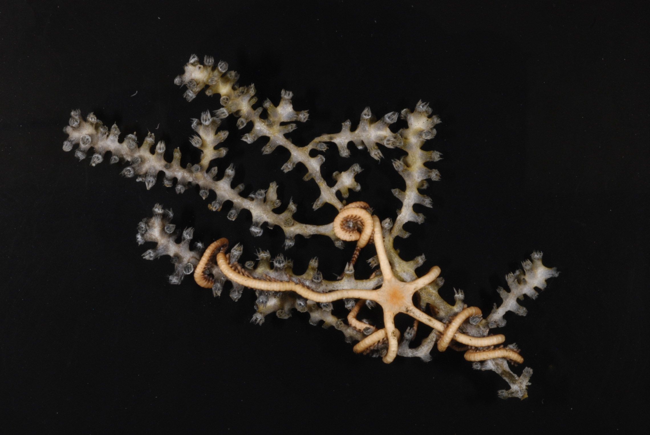 Asteroschema tubiferum snake star on plexaurid coral | Earth Sciences ...