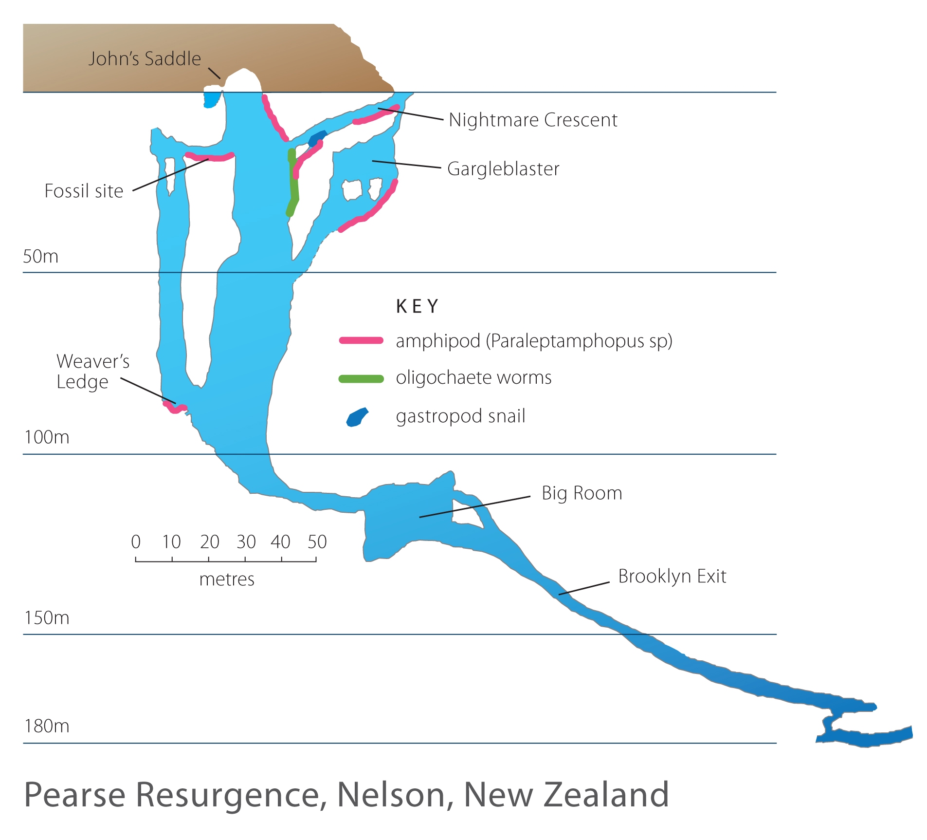 Map of the Pearse Cave System | Earth Sciences New Zealand | NIWA