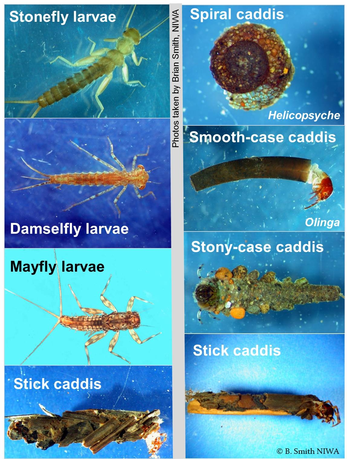 Some common stream invertebrates found in NZ waterways - 1 of 2 | NIWA